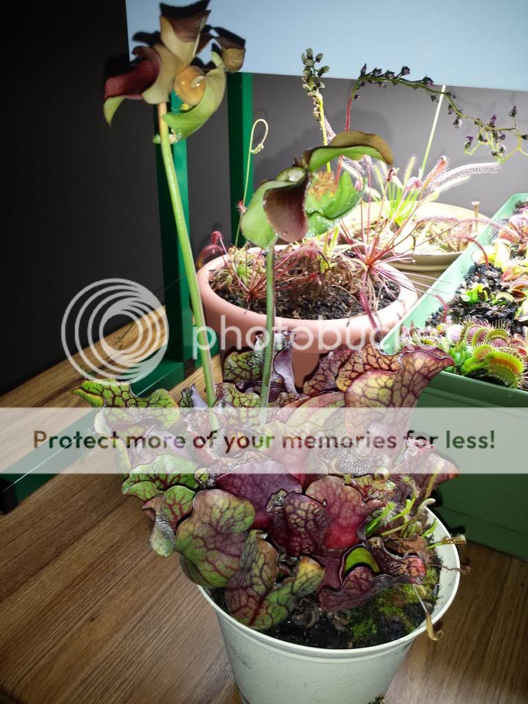Saving a Sarracenia purpurea from Lowe's - FlyTrapCare Forums