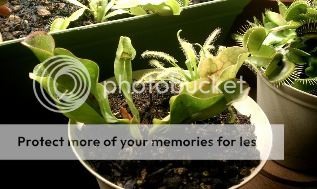 Saving a Sarracenia purpurea from Lowe's - FlyTrapCare Forums
