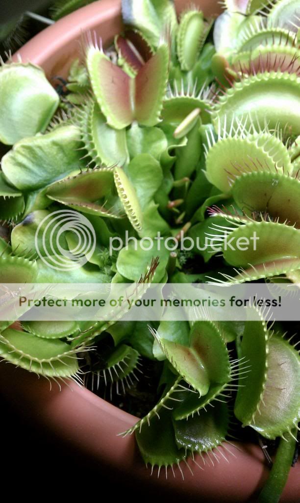 My "Giants" VFT pot kicking into springtime gear! Updated - FlyTrapCare Forums