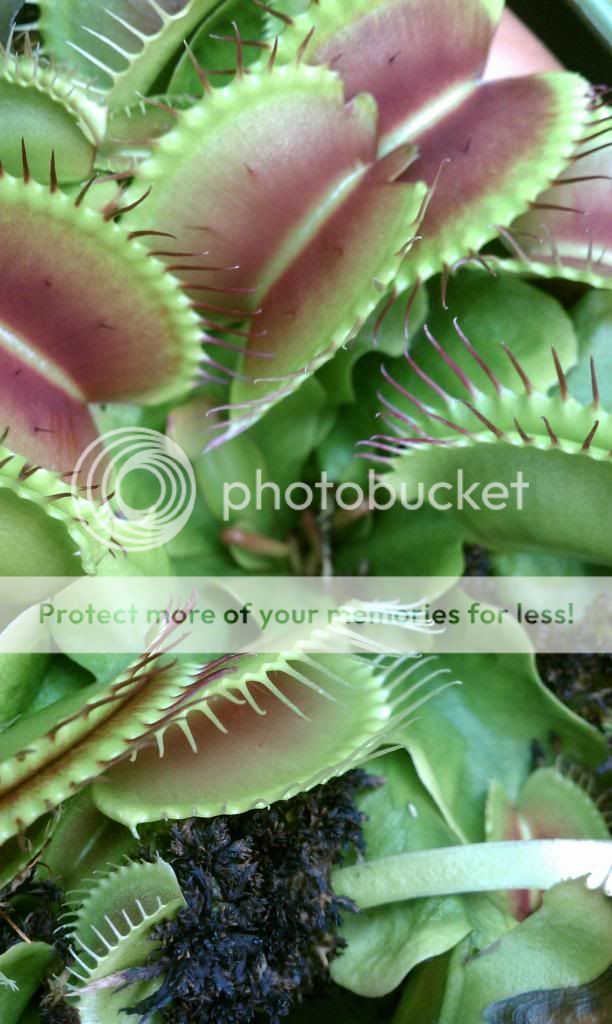 My "Giants" VFT pot kicking into springtime gear! Updated - FlyTrapCare Forums