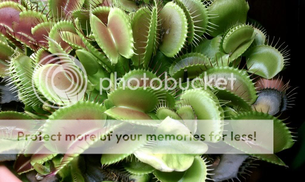 My "Giants" VFT pot kicking into springtime gear! Updated - FlyTrapCare Forums