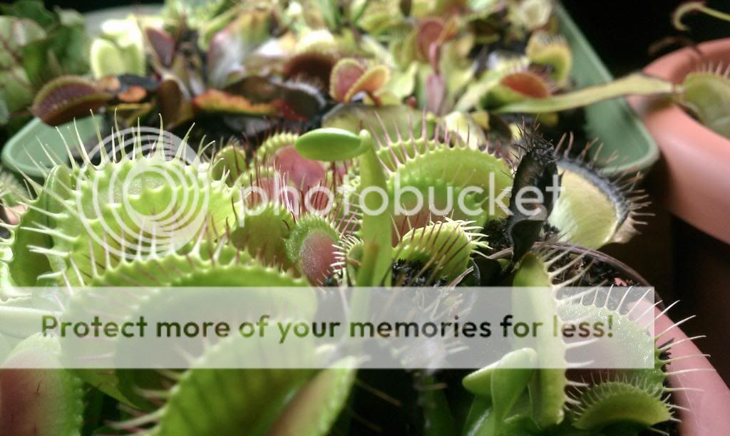 My "Giants" VFT pot kicking into springtime gear! Updated - FlyTrapCare Forums